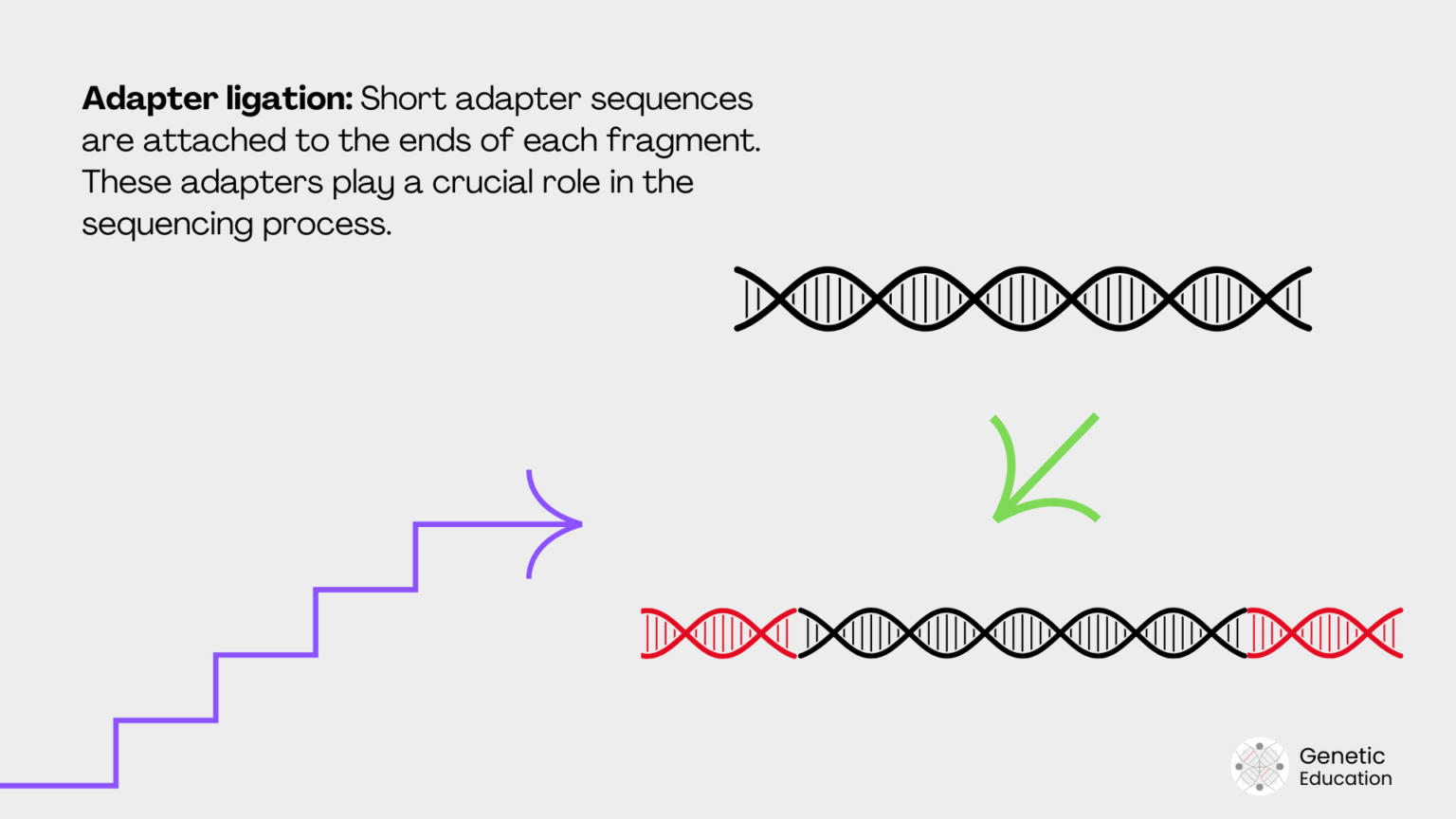 What is NGS?- Definition, Principle, Steps, Chemistries, Advantages and ...