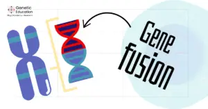 Gene Fusion: Definition, Mechanisms, Types, Consequences and Detection – Genetic Education