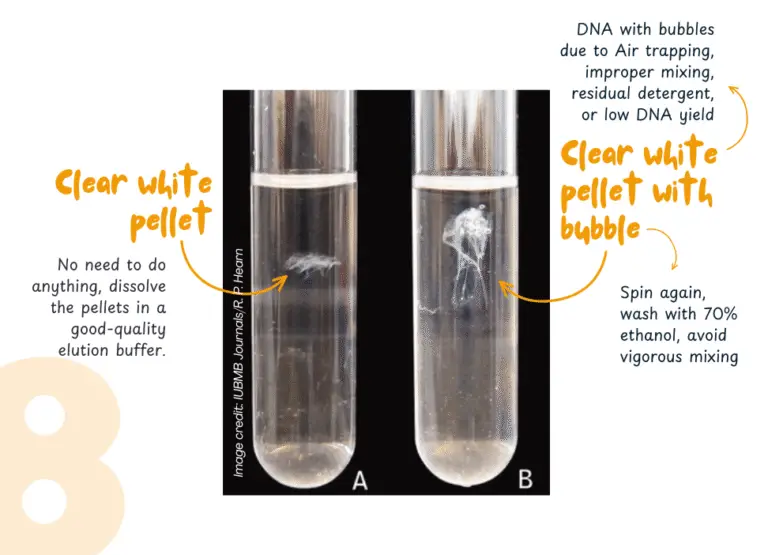 [Visual Guide] What Good vs Bad DNA Pellets Look Like? – Genetic Education
