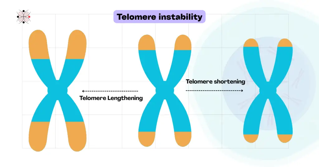 What is Genetic Instability- Definition, Types, Mechanisms, and ...