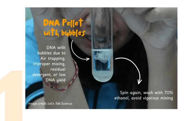 [Visual Guide] What Good vs Bad DNA Pellets Look Like? – Genetic Education
