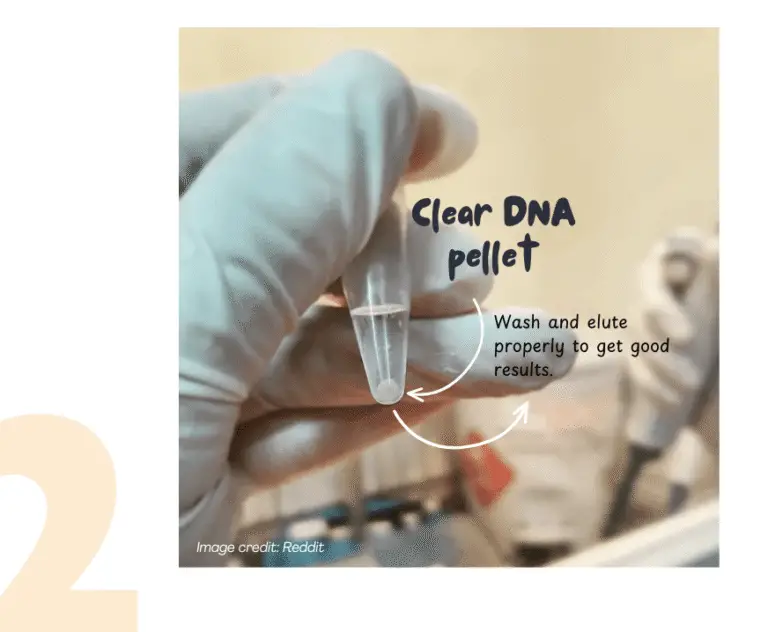 [Visual Guide] What Good vs Bad DNA Pellets Look Like? – Genetic Education