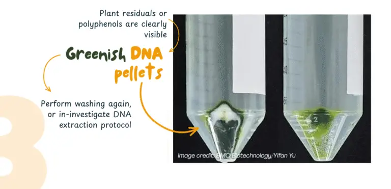 [Visual Guide] What Good vs Bad DNA Pellets Look Like? – Genetic Education