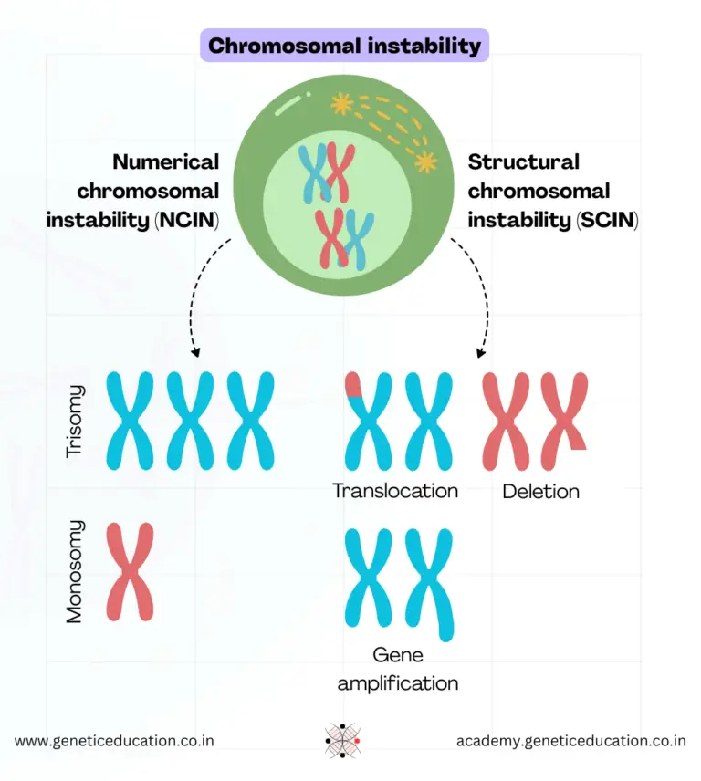 What is Genetic Instability- Definition, Types, Mechanisms, and ...