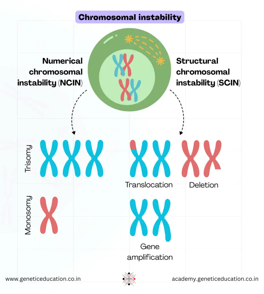 What is Genetic Instability- Definition, Types, Mechanisms, and ...