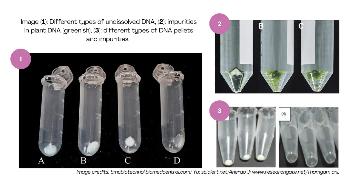 What to do when Your DNA Pellets Won’t Dissolve? Causes and ...
