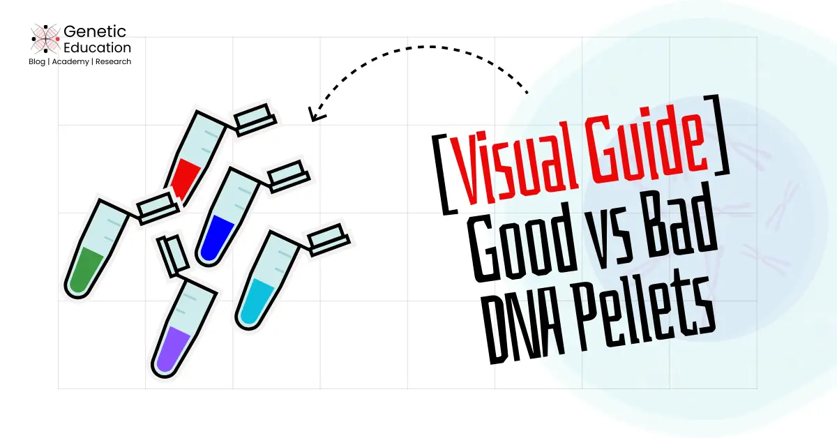 [Visual Guide] What Good vs Bad DNA Pellets Look Like? – Genetic Education