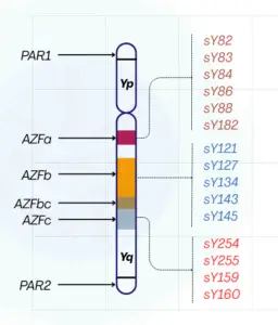 What is Y Chromosome Microdeletion and How Does it Occur? – Genetic ...