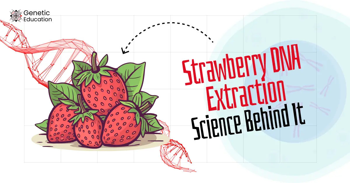 Science Behind Strawberry DNA Extraction- Read Before Starting ...