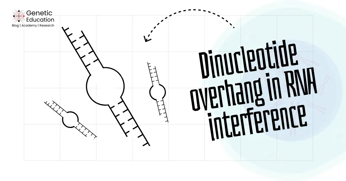 Why is Dinucleotide Overhang Important In RNA Interference? – Genetic ...