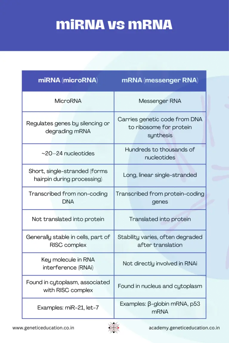 miRNA vs mRNA: Similarities and Differences – Genetic Education