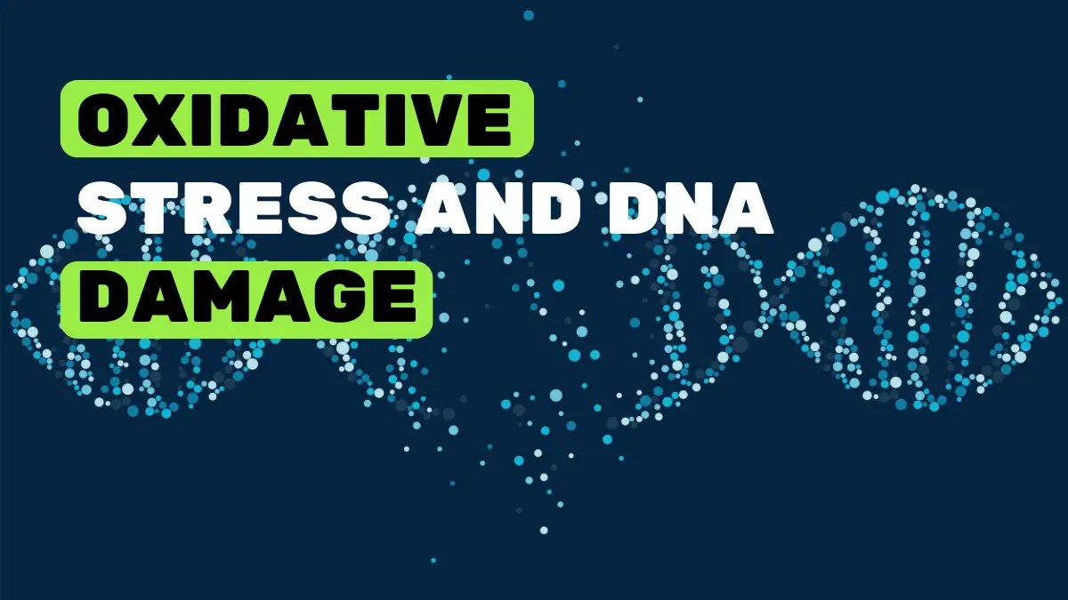 How Oxidative Stress Causes DNA Damage – Genetic Education